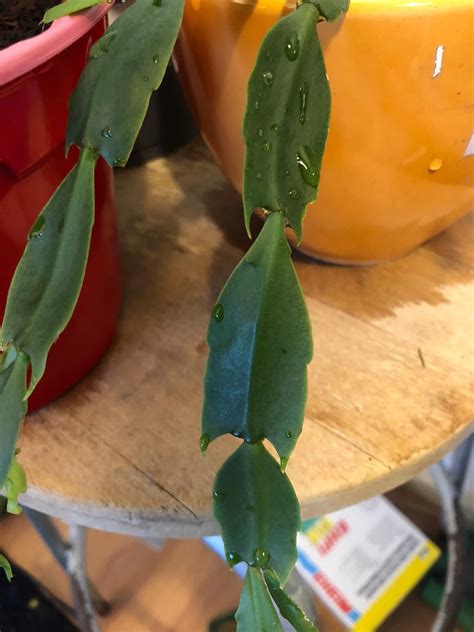 Schlumbergera Identification Help R Cactus
