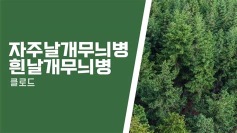 나무의사 수목병리학 자주날개무늬병and흰날개무늬병 Youtube