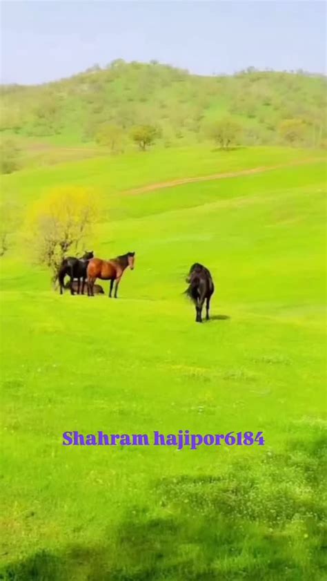 Video Posted By ‎shahramhajipoor6184 قشقایی گلچین‎ Shahramhajipor6184