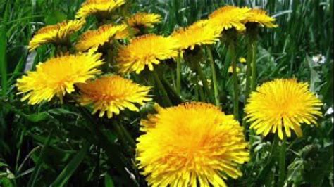 Вплив діяльності людини на навколишнє середовище БІОЛОГІЯ Youtube