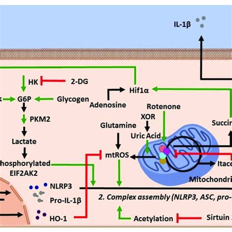 Regulation Of Nlrp3 Inflammasome Activity By Cellular Metabolic Download Scientific Diagram