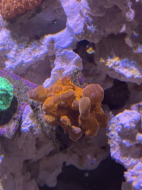 Does Anyone Know Why My Blasto Looks Like This Rreeftank