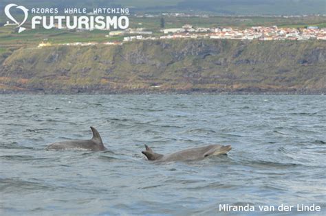 A Morning Of Whale Watching And Afternoon Swimming With Dolphins