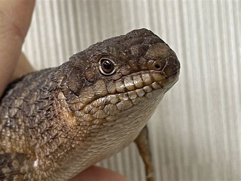 Kennywf 千葉店 ストケスイワトカゲ ‼ 尾b 新入荷