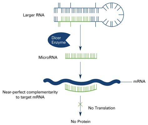 Microrna Profilers Cite Reconcilable Differences