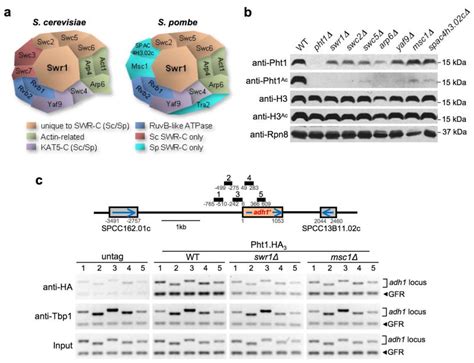 An Acetylated Form Of Histone H2a Z Regulates Chromosome Architecture