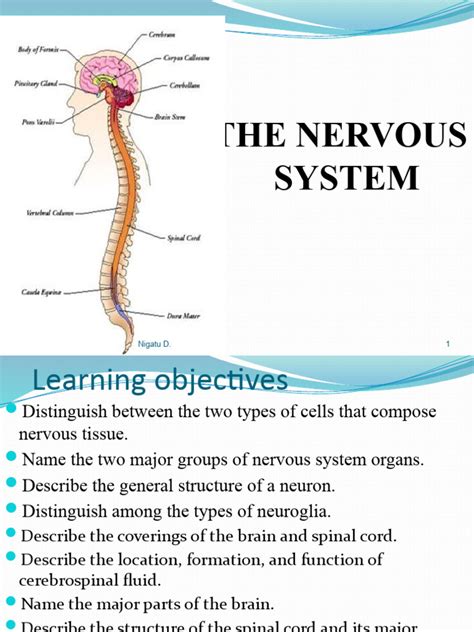 nervous system pdf nervous system central nervous system