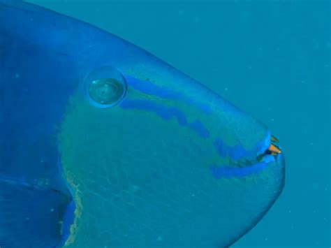 Redtoothed Triggerfish Facts Diet Habitat And Pictures On Animaliabio