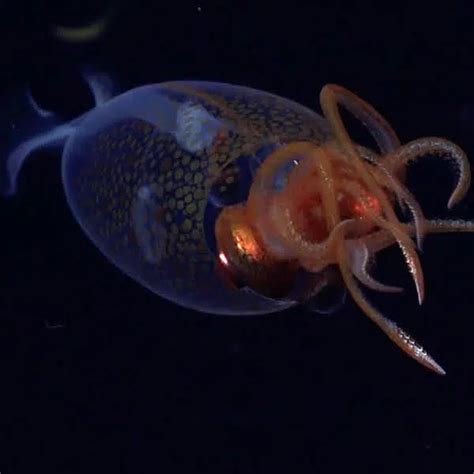 Meet The Picasso Moth An Artful Insect