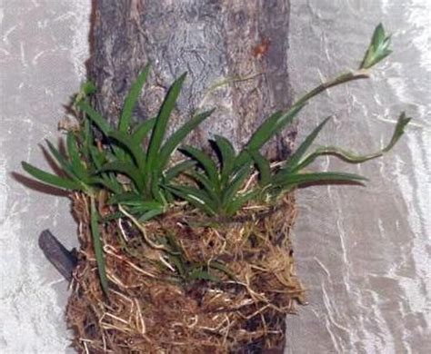 Orchids on a Block and in an Orchidarium