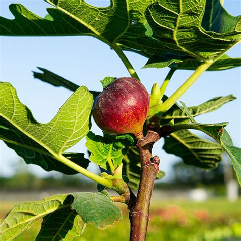 Chicago Hardy Fig Trees For Sale At Arbor Days Online Tree Nursery Arbor Day Foundation
