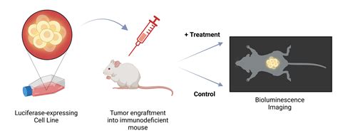 Cell Line Xenograft Experiments At Kenneth Gonzalez Blog