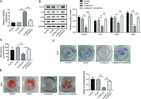 Malat1 Promoted The Osteogenic Differentiation Through Inhibiting Nedd4