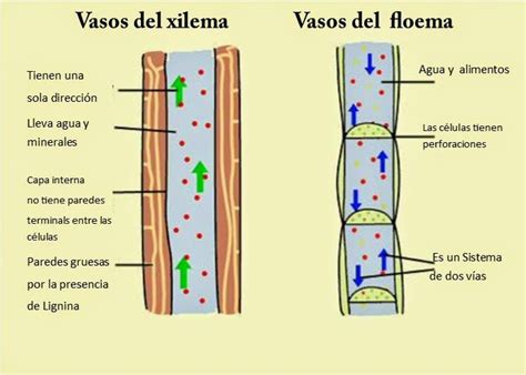 Floema E Xilema Plant Science Biology Plants Biology