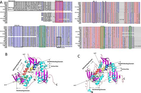 Multiple Sequence Alignment And Tertiary Structure Analyses A Multiple