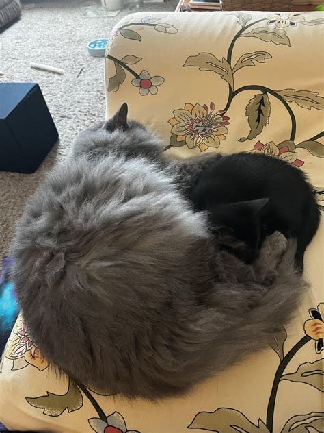 she loves cuddling him he tolerates her r kittens