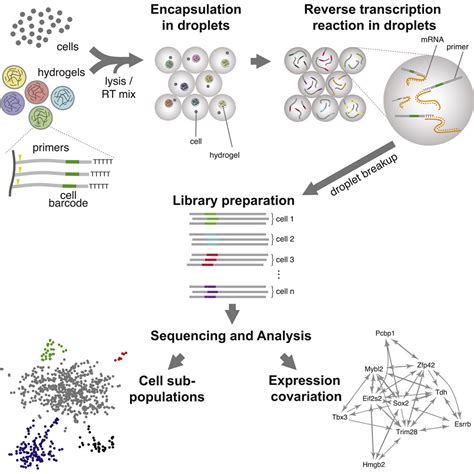 Droplet Barcoding For Single Cell Transcriptomics Applied To Embryonic Stem Cells Cell
