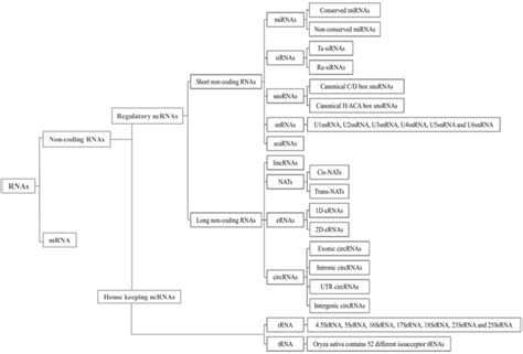 Classification Of Non Coding Rnas Ncrnas Found In Rice Based On Their