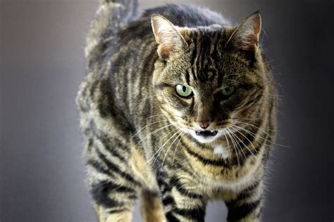 Tabby Cat Growling Free Stock Photo Public Domain Pictures