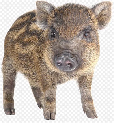 黑色的小猪仔png图片素材下载图片编号8763068 Png素材网