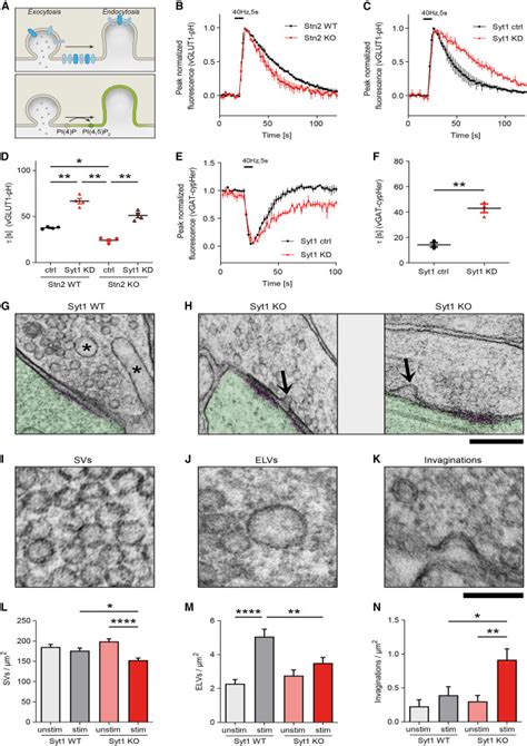 Synaptotagmin 1 Triggered Lipid Signaling Facilitates Coupling Of Exo