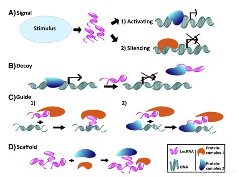 omics精进07 转录组之mrna mirna lncrna circrna测序简介 pythonic生物人的博客 csdn博客