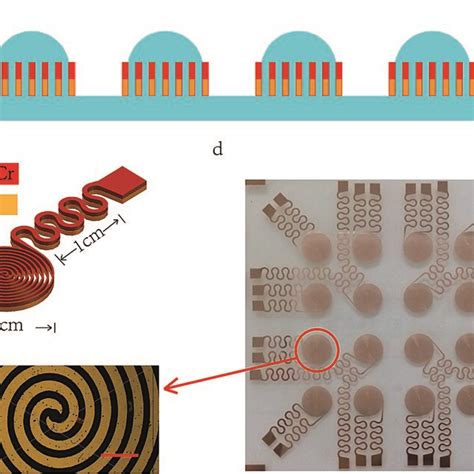 Cross Sectional Schematic Of The Cis Sensor A Formation Of The