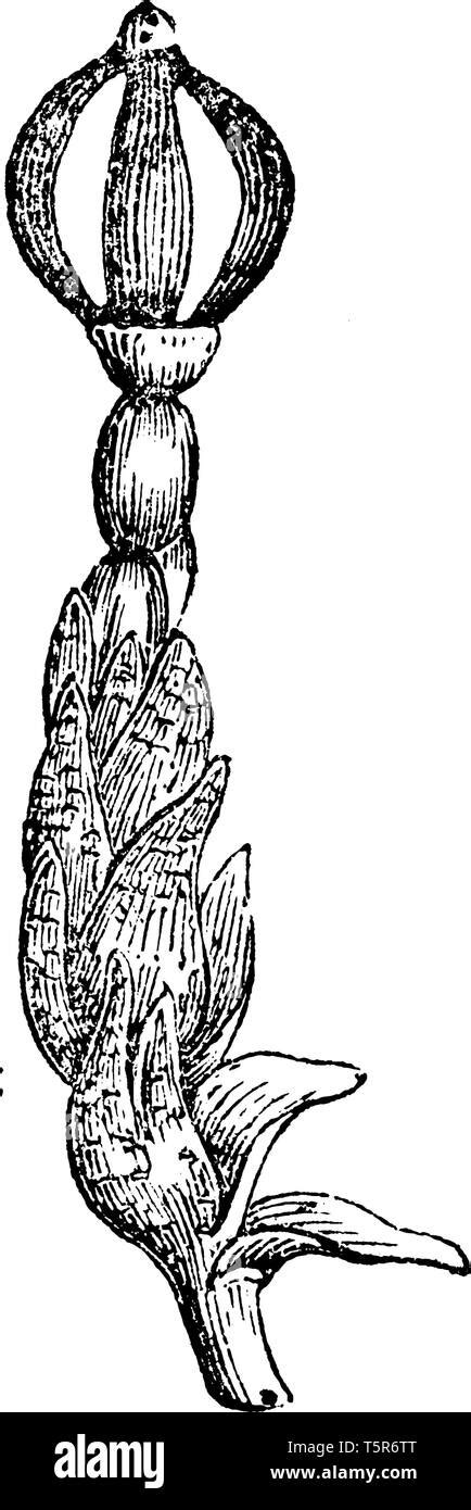 Moss Formed Stock Vector Images Alamy