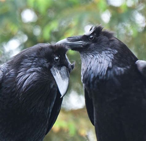 Why Are Crows Attracted To Shiny Objects At Joshua Fort Blog