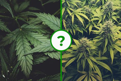 What Is The Difference Between Hemp And Cannabis CBD Livity
