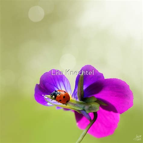 Lady Sunbathing By Lisa Knechtel Redbubble