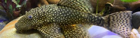 Algeneters Gyrinocheilus Filtervoedende Algivoor