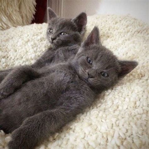 Elise Renard On Twitter Beautiful Cats Cute Cats Russian Blue Cat