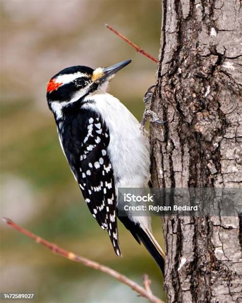 Foto Dan Gambar Pelatuk Jantan Memanjat Batang Pohon Dengan Latar