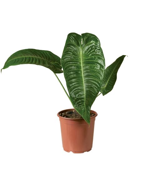 Root Houseplants Shop Indoor Plants Fresh From The Grower Root