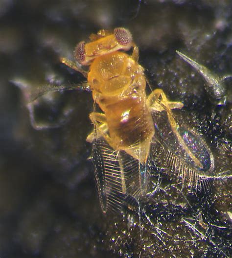 Aphelinidae Bugguidenet