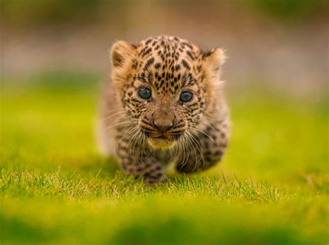 Two Leopard Cubs Happily Reunited With Their Mothers Wildlife Sos