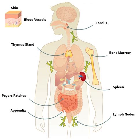 Immune Organs And Glands Kit Kinesiology Concepts