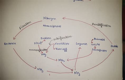 Simple Nitrogen Cycle Diagram