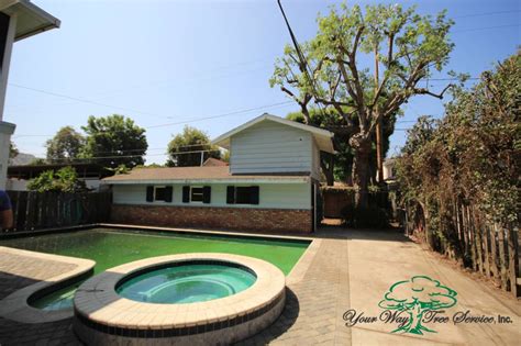 Spring Cleaning Done Right With Tree Trimming Your Way Tree Service Inc