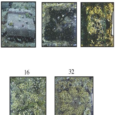 Pictures Of Representative Impact Of Snail Grazing At Variable