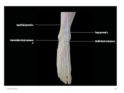 8sciatic Nerve Radiology Oooolllhopptx