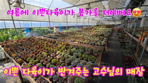 여름에 이쁜 다육이들이 가을 겨울 봄에는 더 이쁘다는거 경력 10년이 넘으신 사장님의 이쁜 다육이들 묵둥이 국민이 창