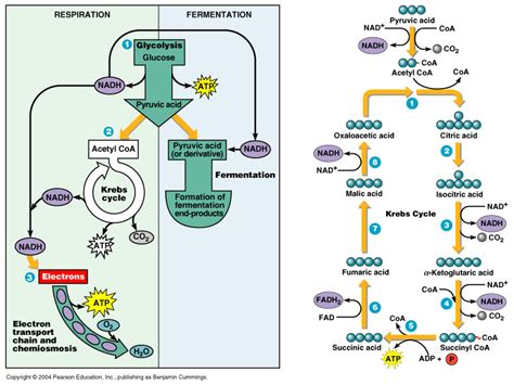 15 2 2 Krebs Cycle