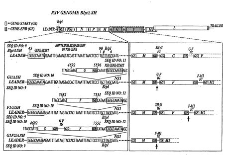 Respiratory Syncytial Virus Vaccines Expressing Protective Antigens From Promotor Proximal Genes