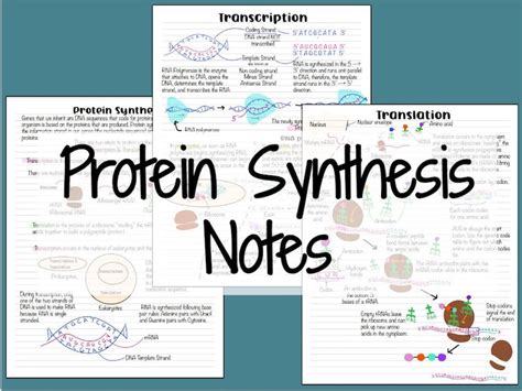 Protein Synthesis Notes Transcription And Translation Etsy
