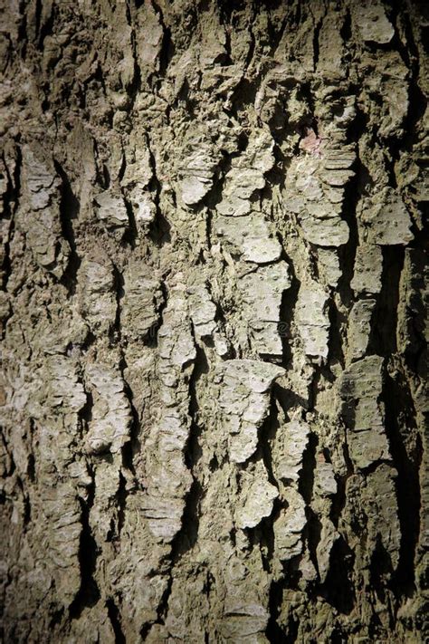 Tree Bark Stock Image Image Of Detail Grunge Rough 11481423