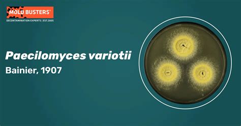 Paecilomyces Variotii