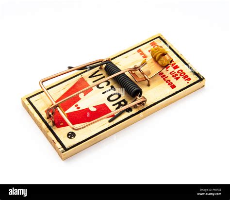 Oil And Peanut Butter Mouse Trap At Venus Rasch Blog
