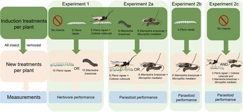 Experimental Design To Investigate Plant Mediated Interactions Among